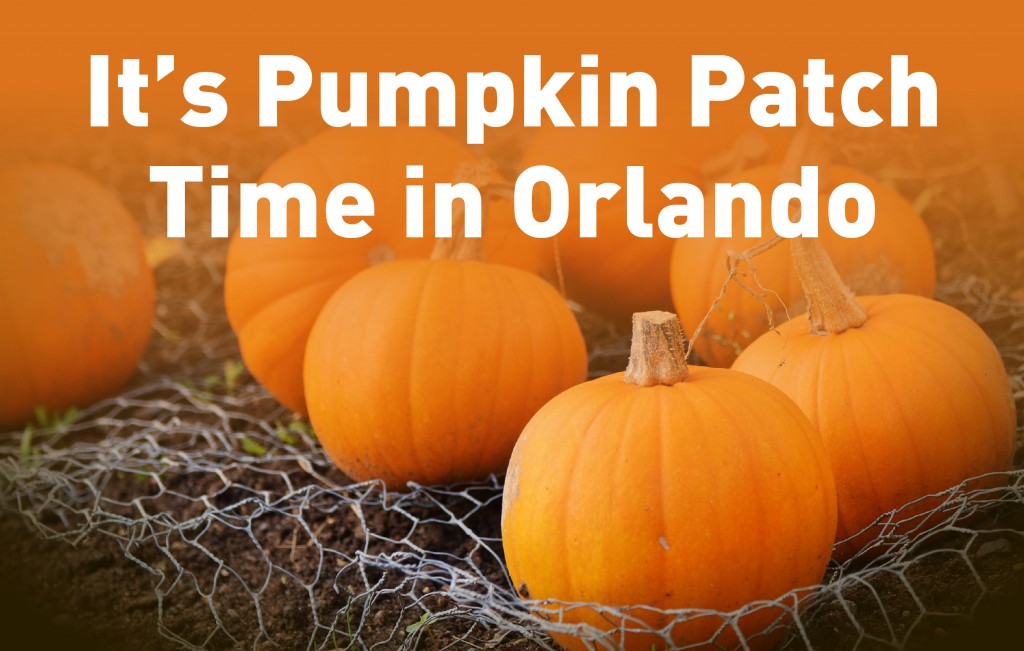 pumpkinpatch - Hawthorn Suites Lake Buena Vista